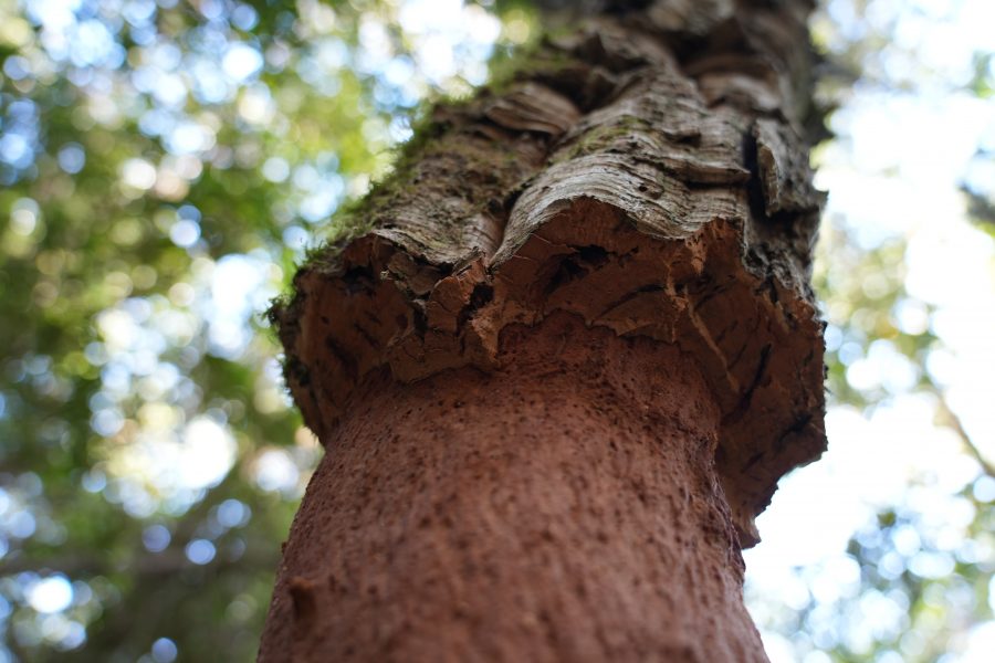 CORK AS NATURAL EXCELLENCE FOR THERMAL COMFORT AND ENERGY SAVING - Diasen